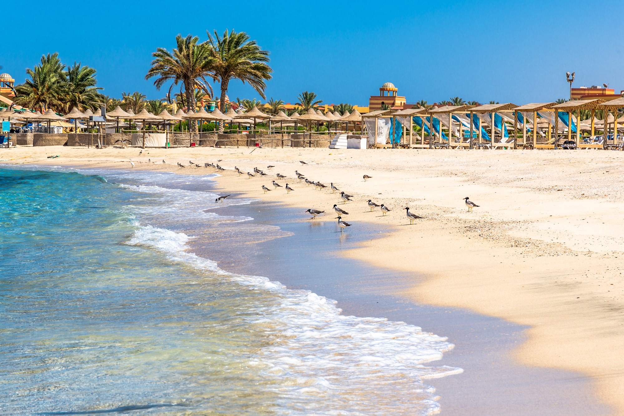Abo Dabbab turtles Bay - bms tours hurghada